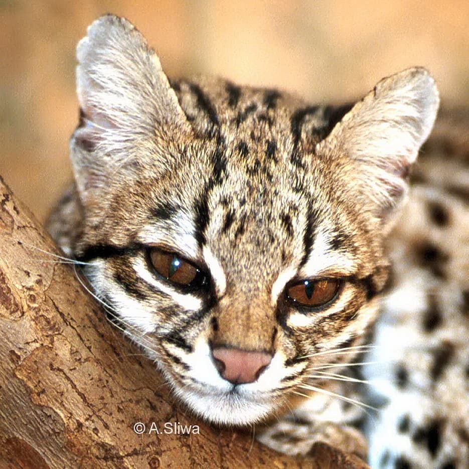 Északi tigrismacska ( oncilla ) | MirrMurr bengals